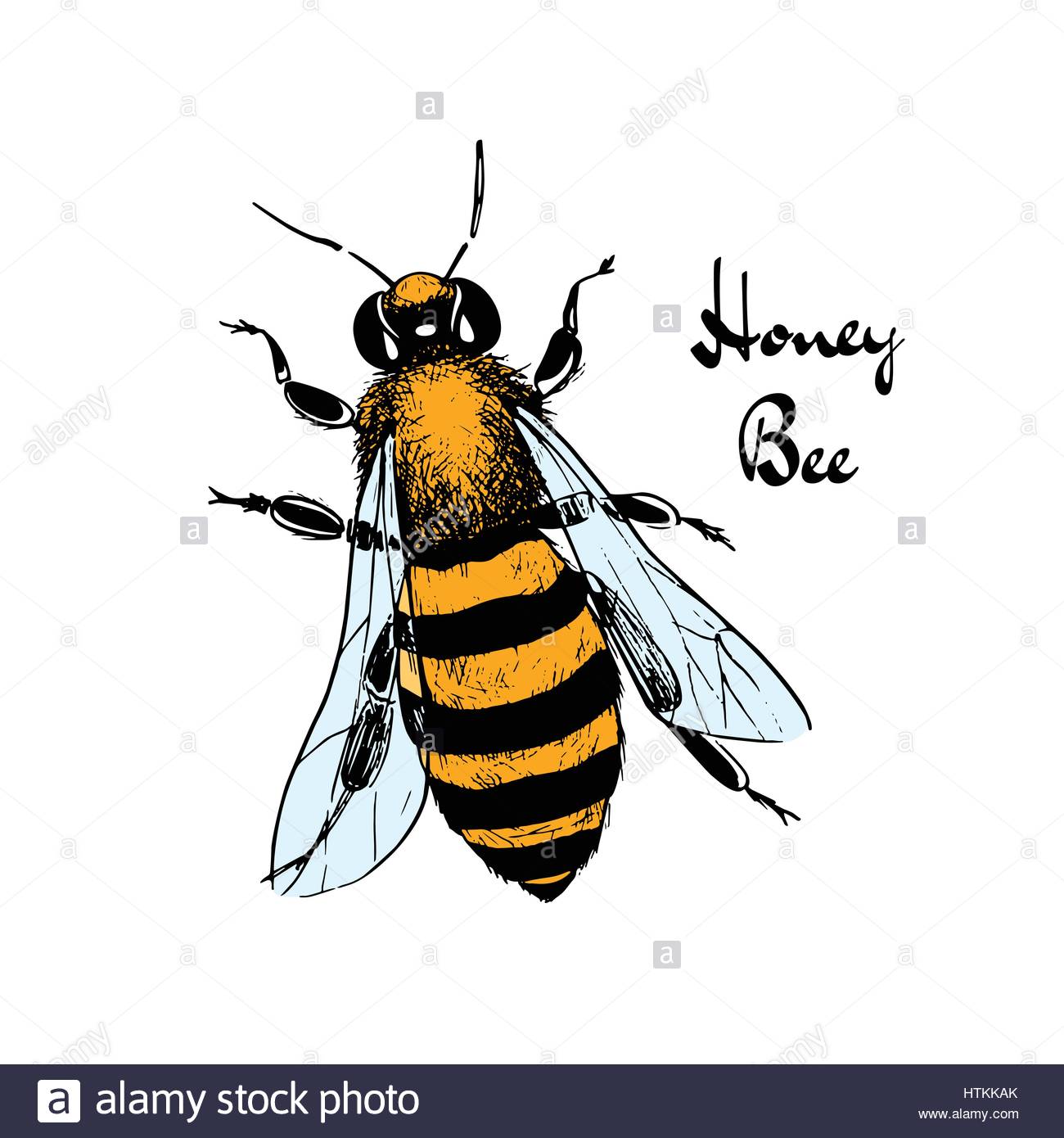 Drawing Images Of Honey Bees
