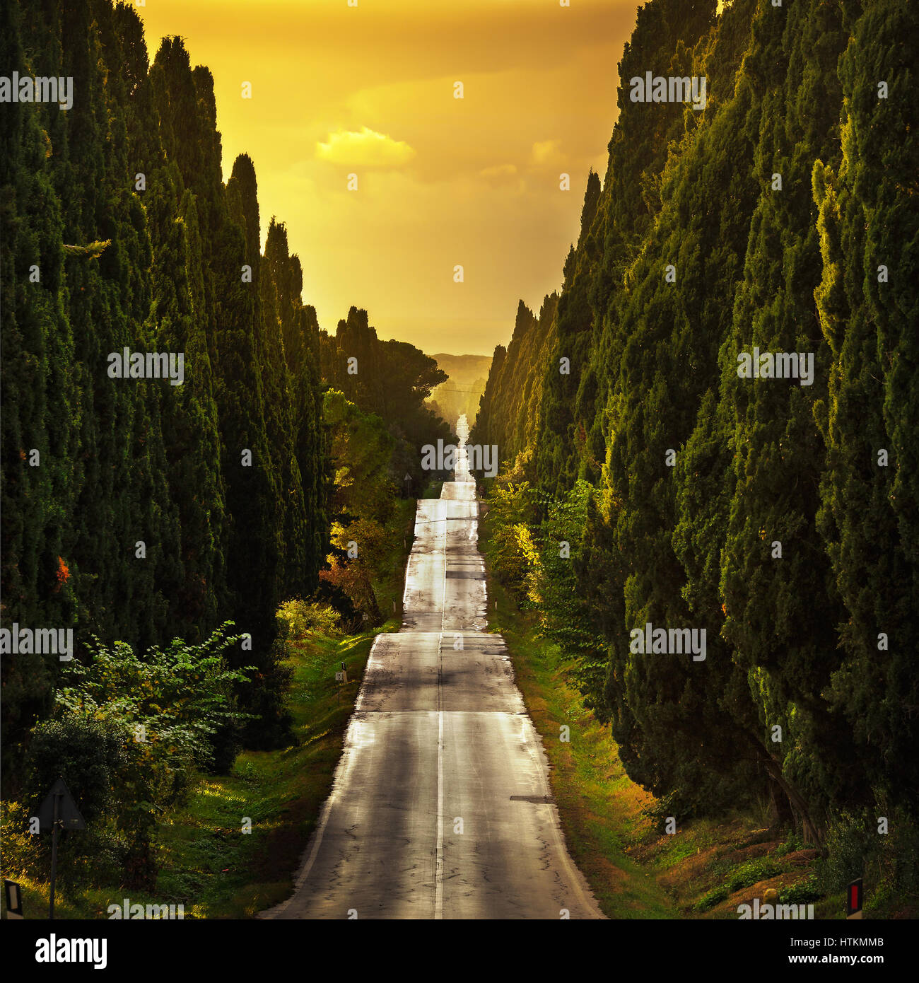 Bolgheri famous cypresses trees straight boulevard landscape. Maremma ...