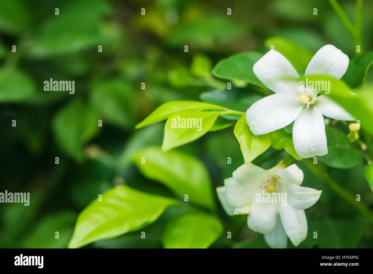 beautiful white flowers on green nature background Stock Photo - Alamy
