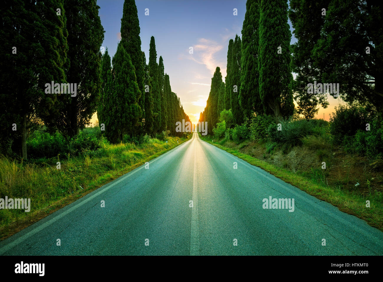 Bolgheri famous cypresses trees straight boulevard on backlight sunset ...