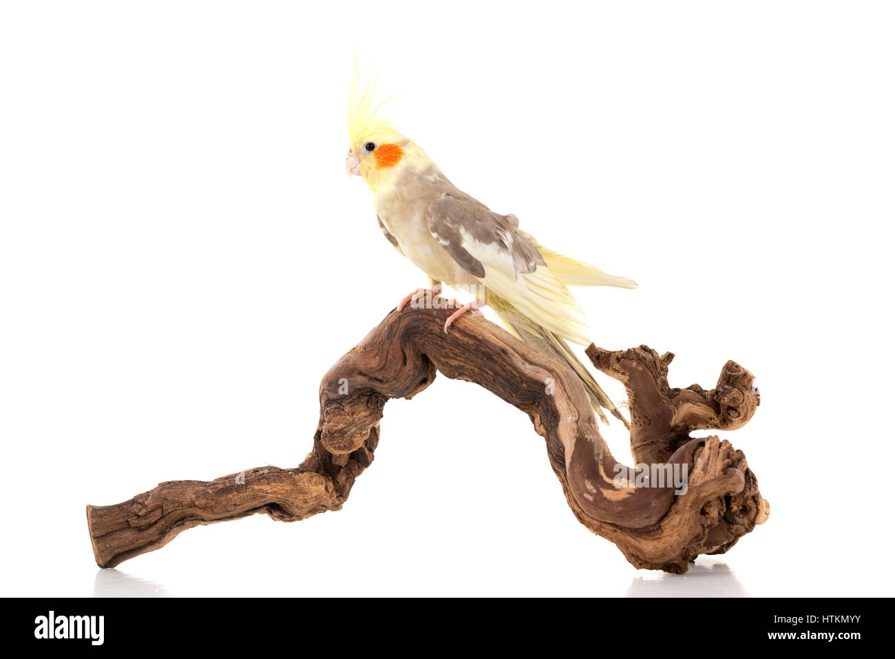 Beautiful Cockatiel posing in a branch isolated in white Stock Photo ...