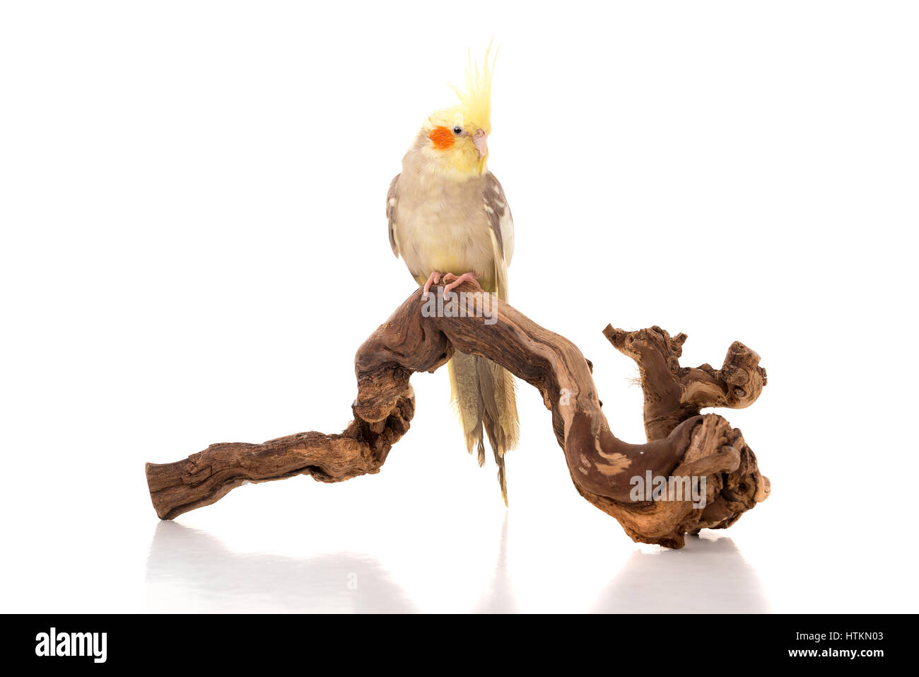 Beautiful Cockatiel posing in a branch isolated in white Stock Photo ...