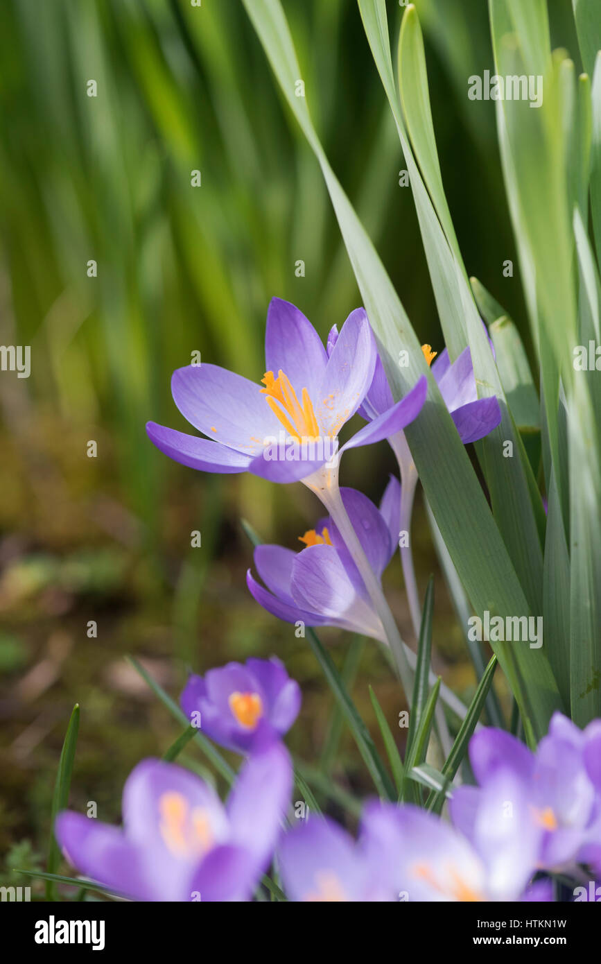 Daffodil leaves hi-res stock photography and images - Alamy