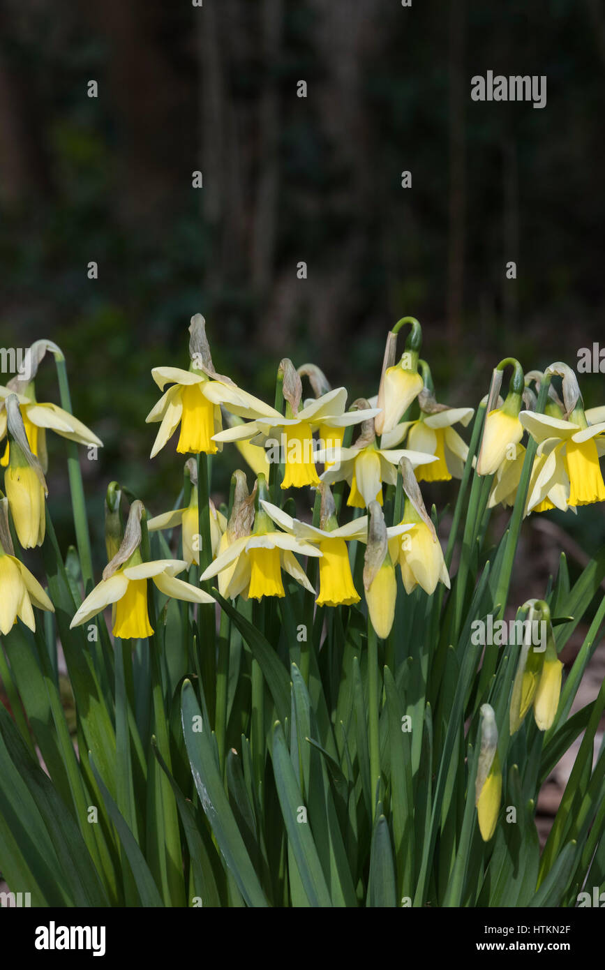 Narcissus Trena. Daffodil Trena flowers in a woodland. Evenley Wood ...