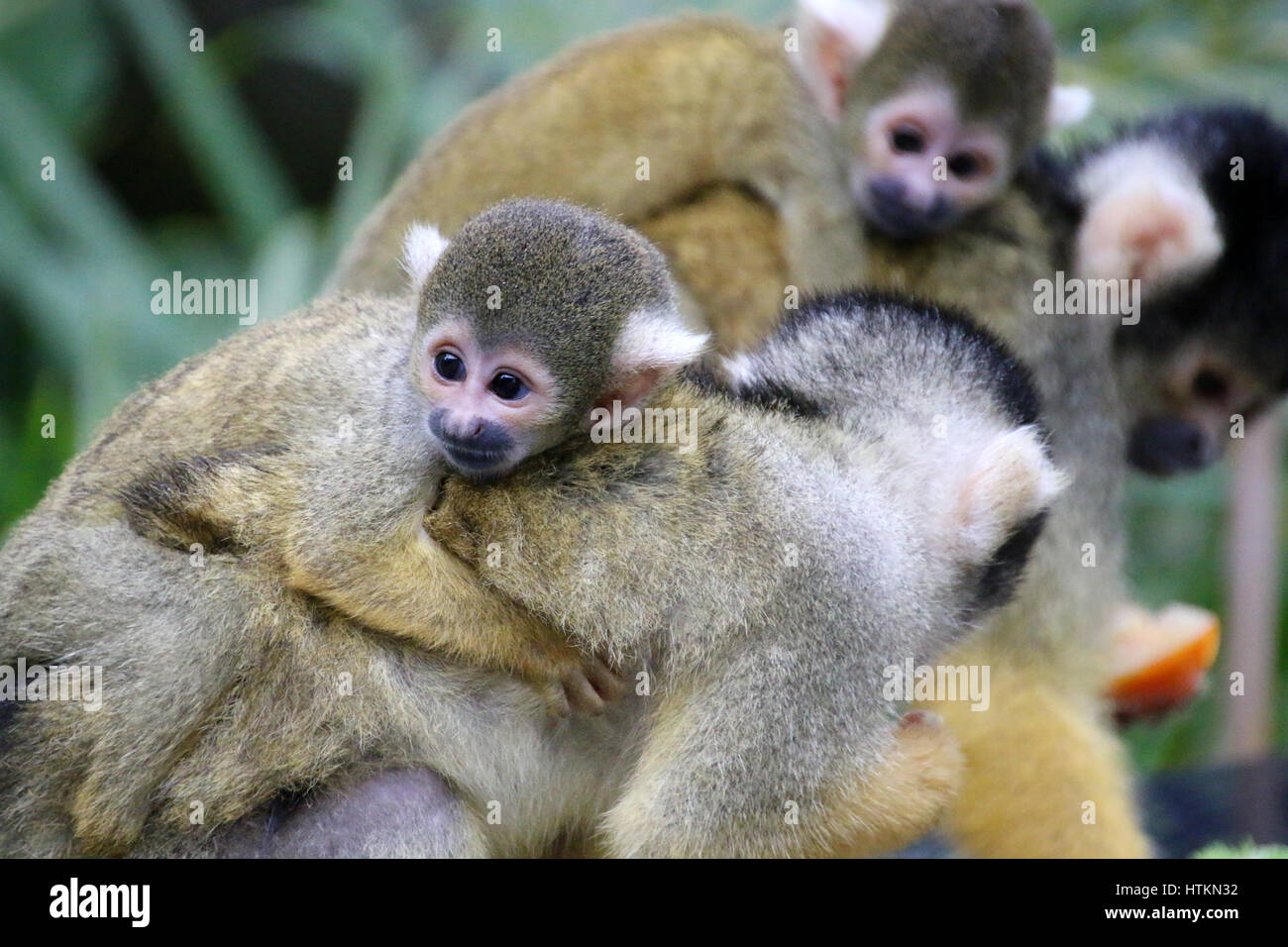 The infants are just weeks old, with the eldest born just before ...