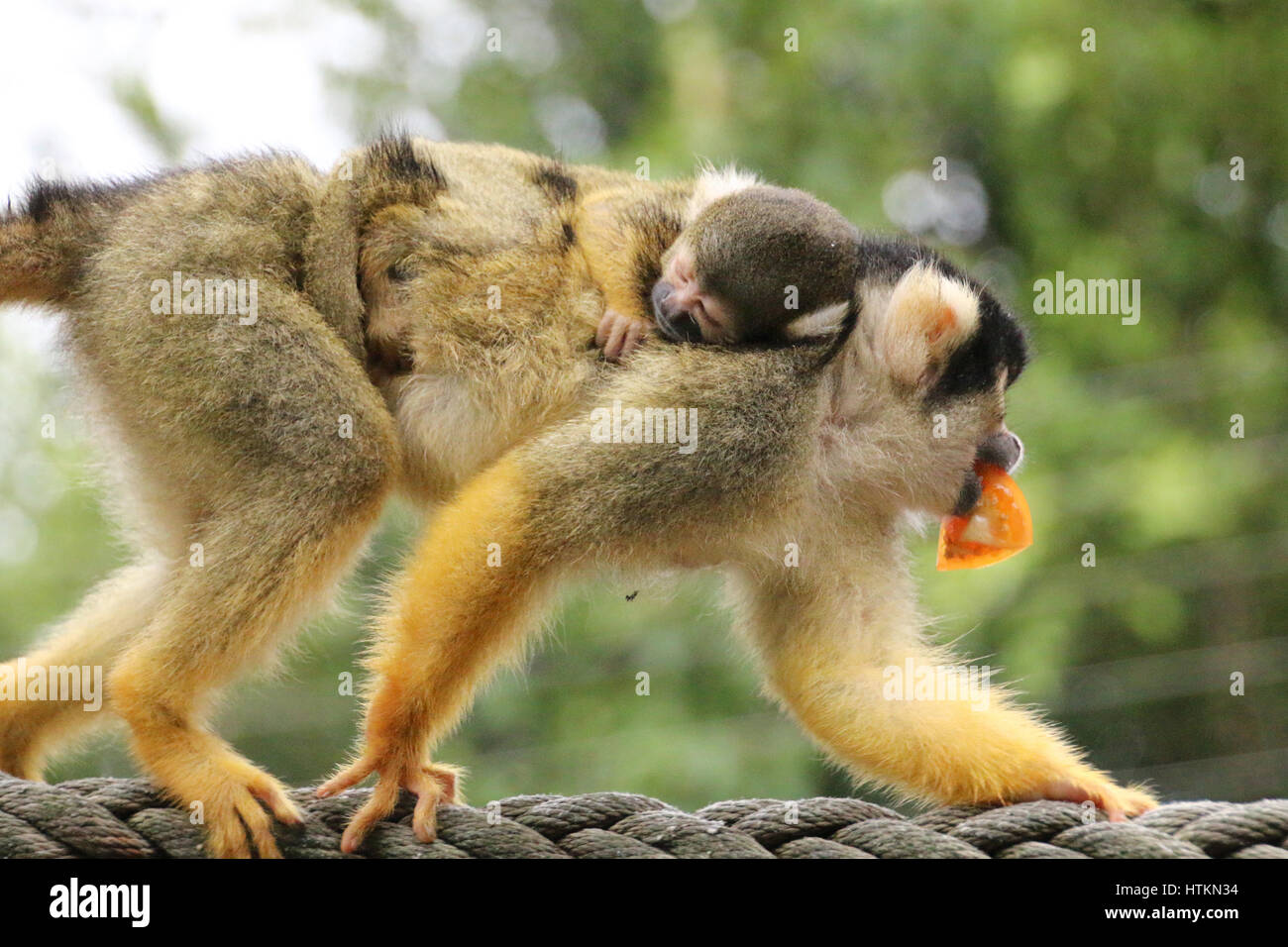 The infants are just weeks old, with the eldest born just before ...