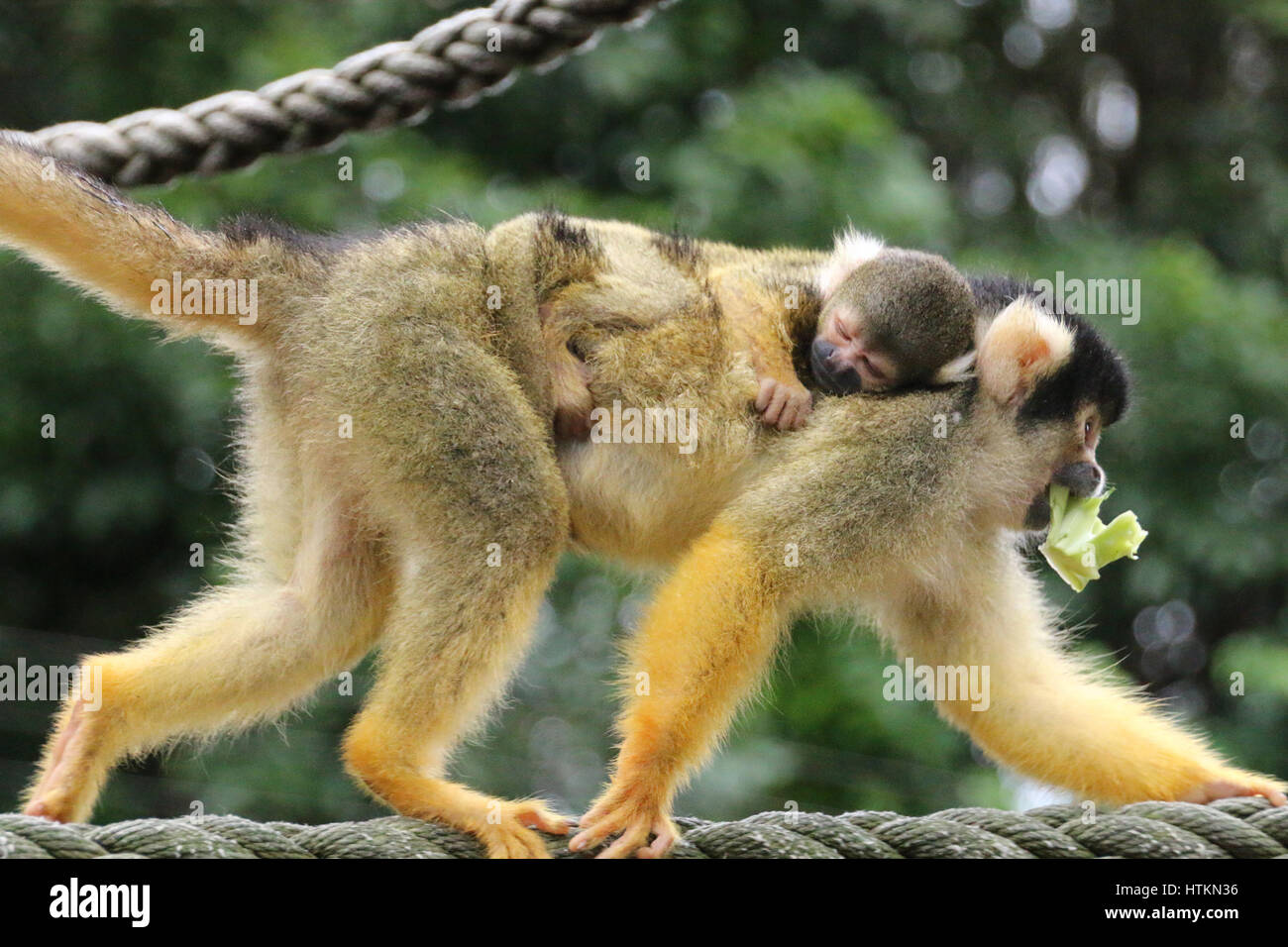 The infants are just weeks old, with the eldest born just before ...