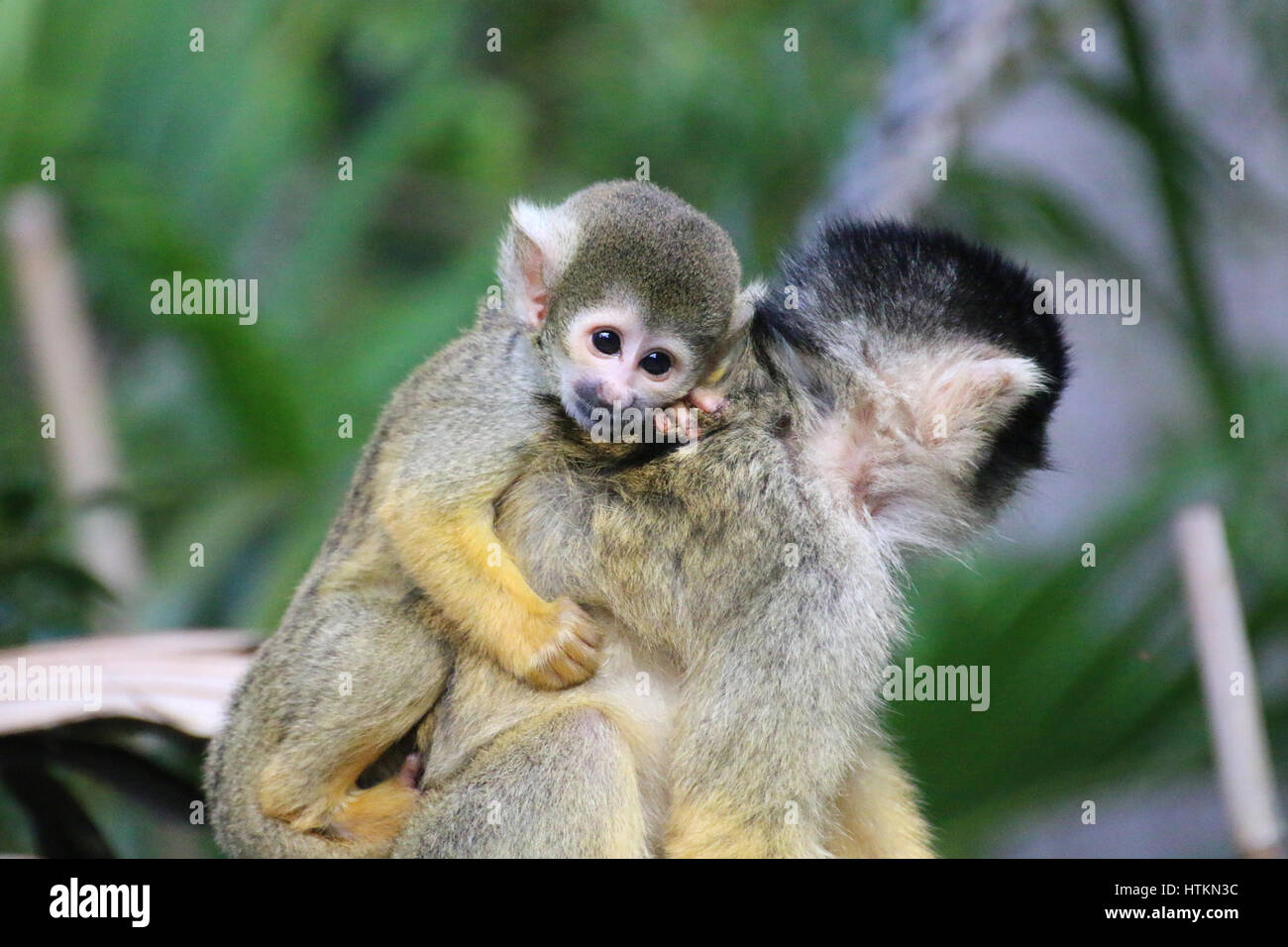 The infants are just weeks old, with the eldest born just before ...