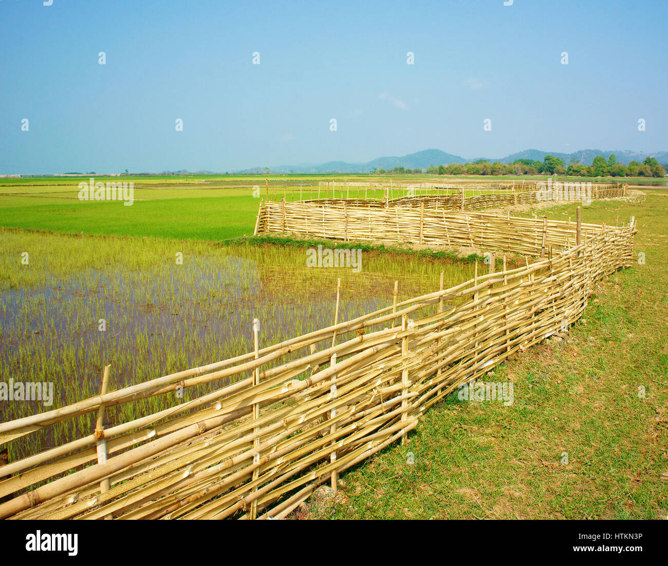 Beautiful Vietnamese rural, green paddy field with bamboo fence under ...