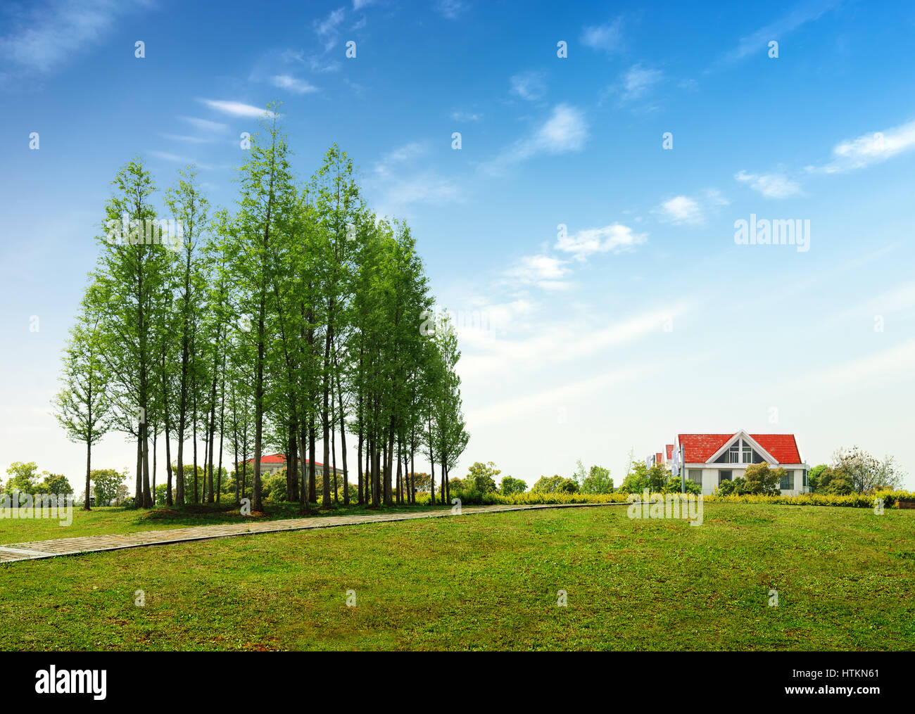 Lawn and trees of the park Stock Photo - Alamy