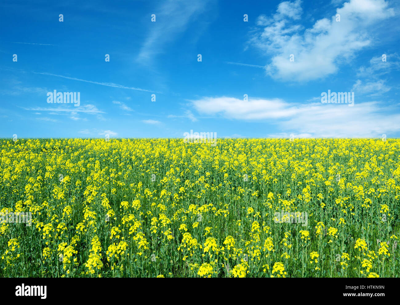 Flowering canola hi-res stock photography and images - Alamy