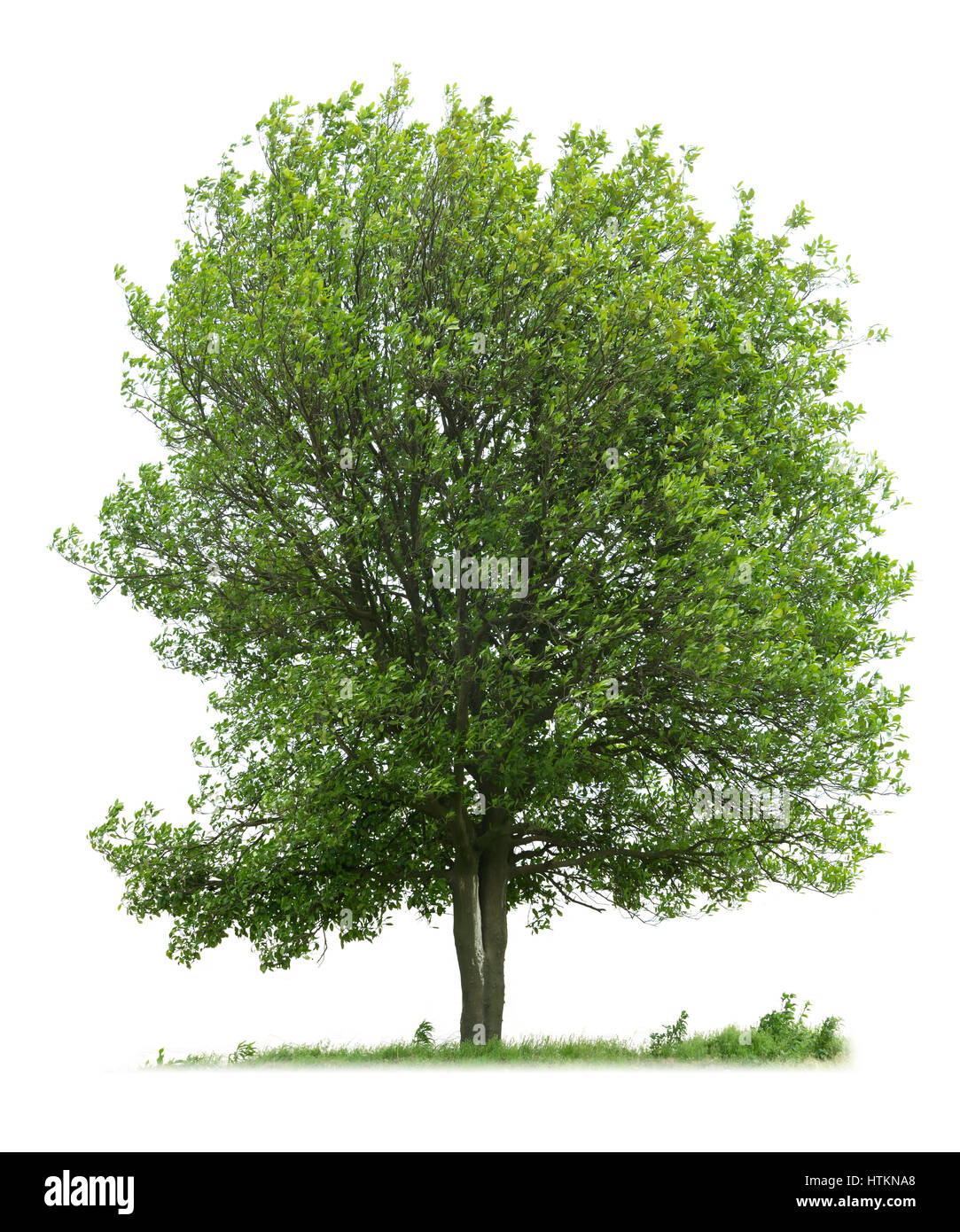 tree with white background Stock Photo - Alamy