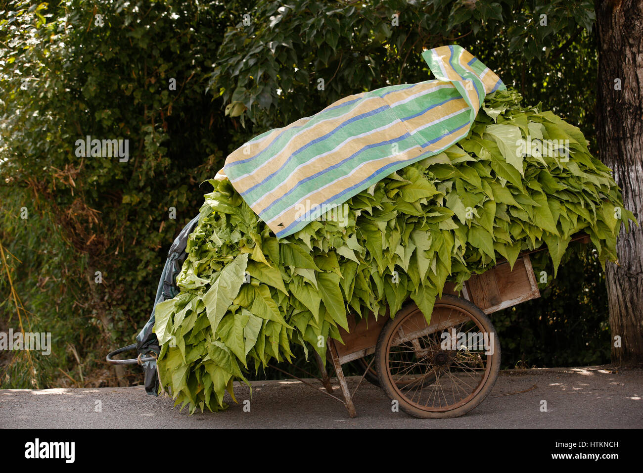 Tobacco leaves hi-res stock photography and images - Alamy