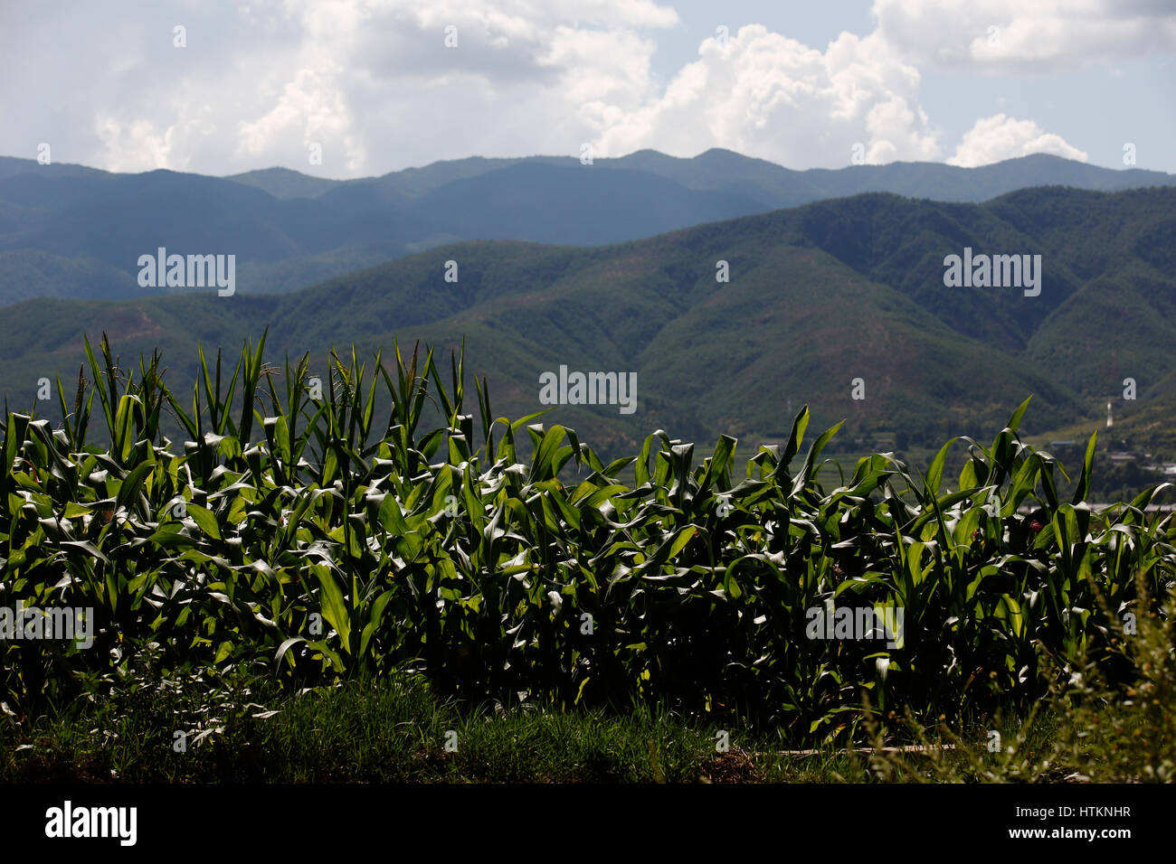 Corn is pictured in a field near Shaxi in Yunnan province, China ...