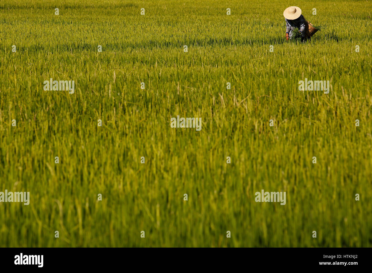 Paddy field works hi-res stock photography and images - Alamy