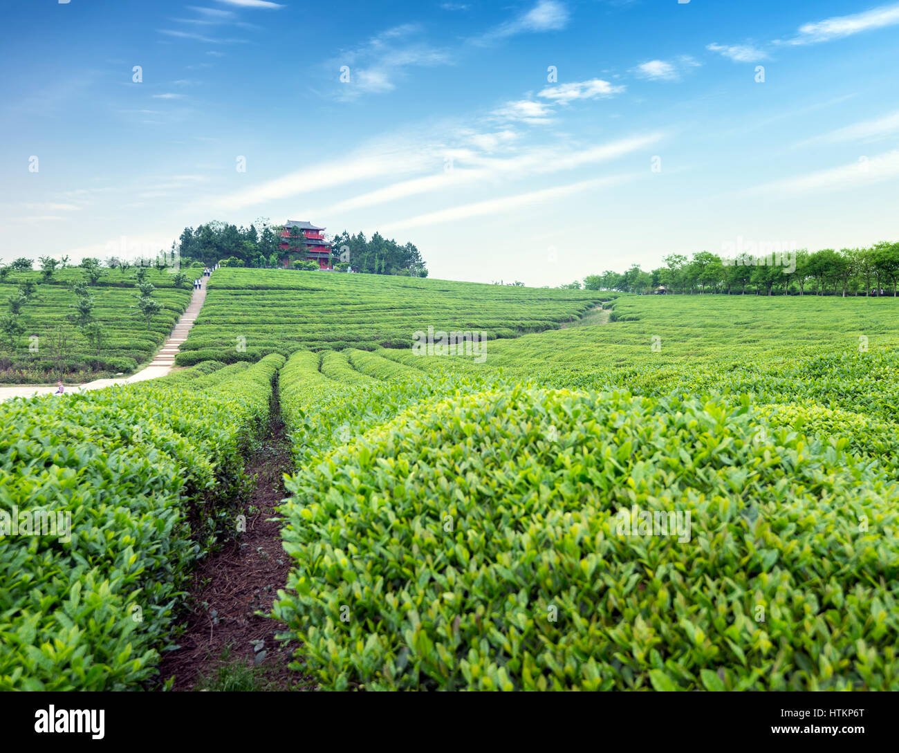 Beautiful pattern of bright, green tea garden on the hill Stock Photo ...