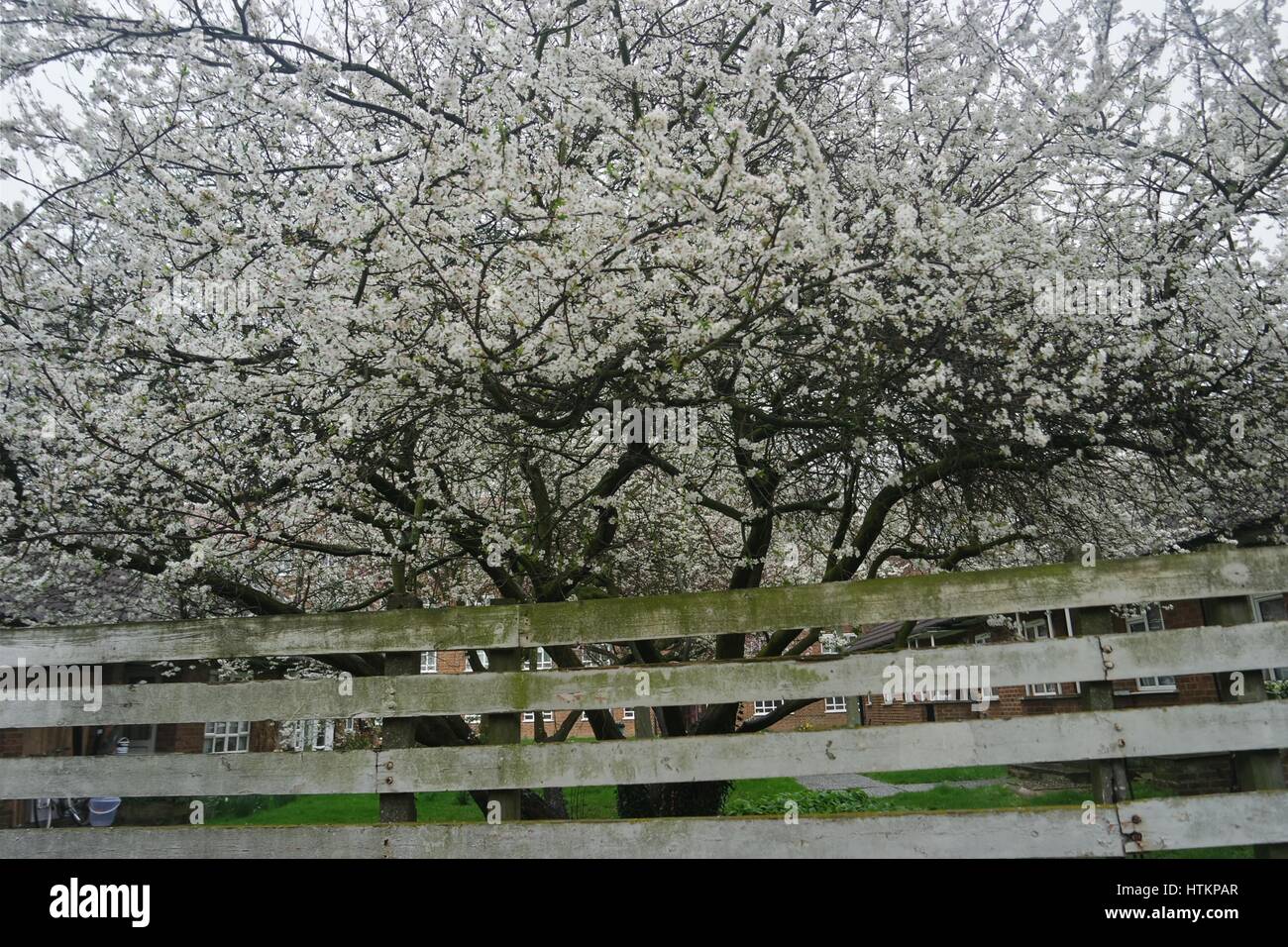 red and white cherry blossoms A cherry blossom is the flower of any of ...