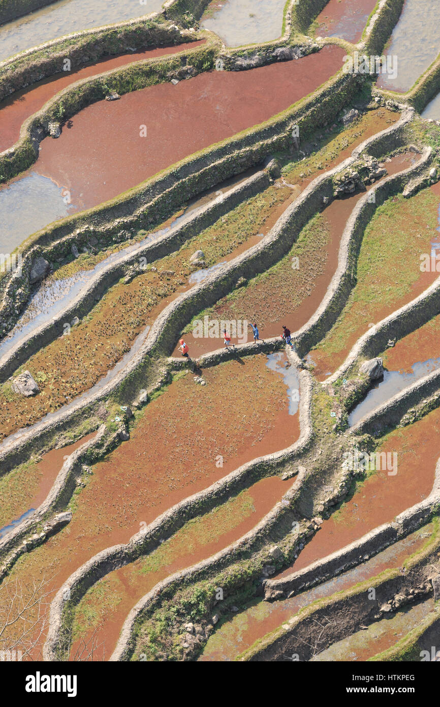 YuanYang rice terraces in Yunnan, China, one of the latest UNESCO World ...