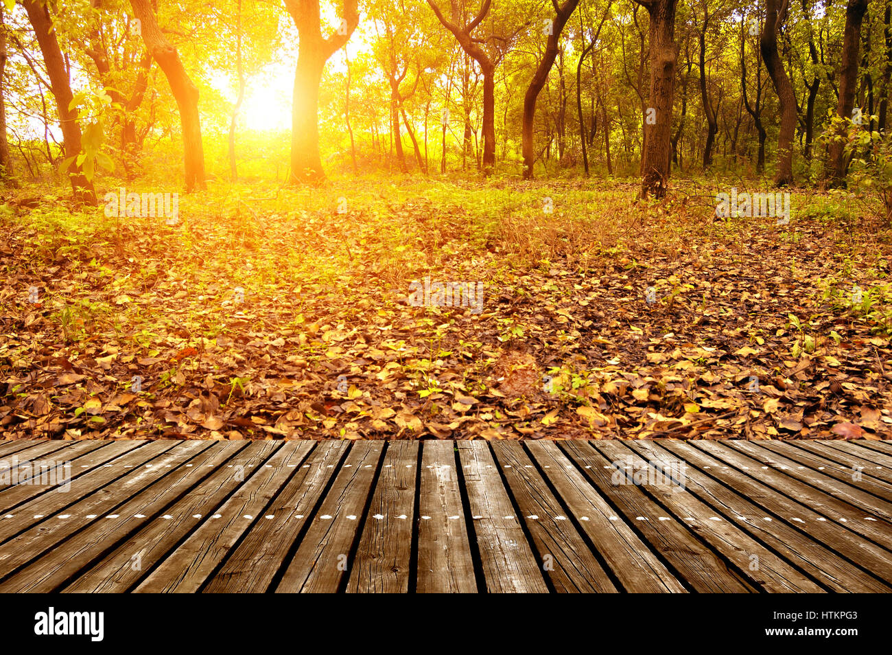 At dusk, the woods, the wooden structure of the platform Stock Photo ...