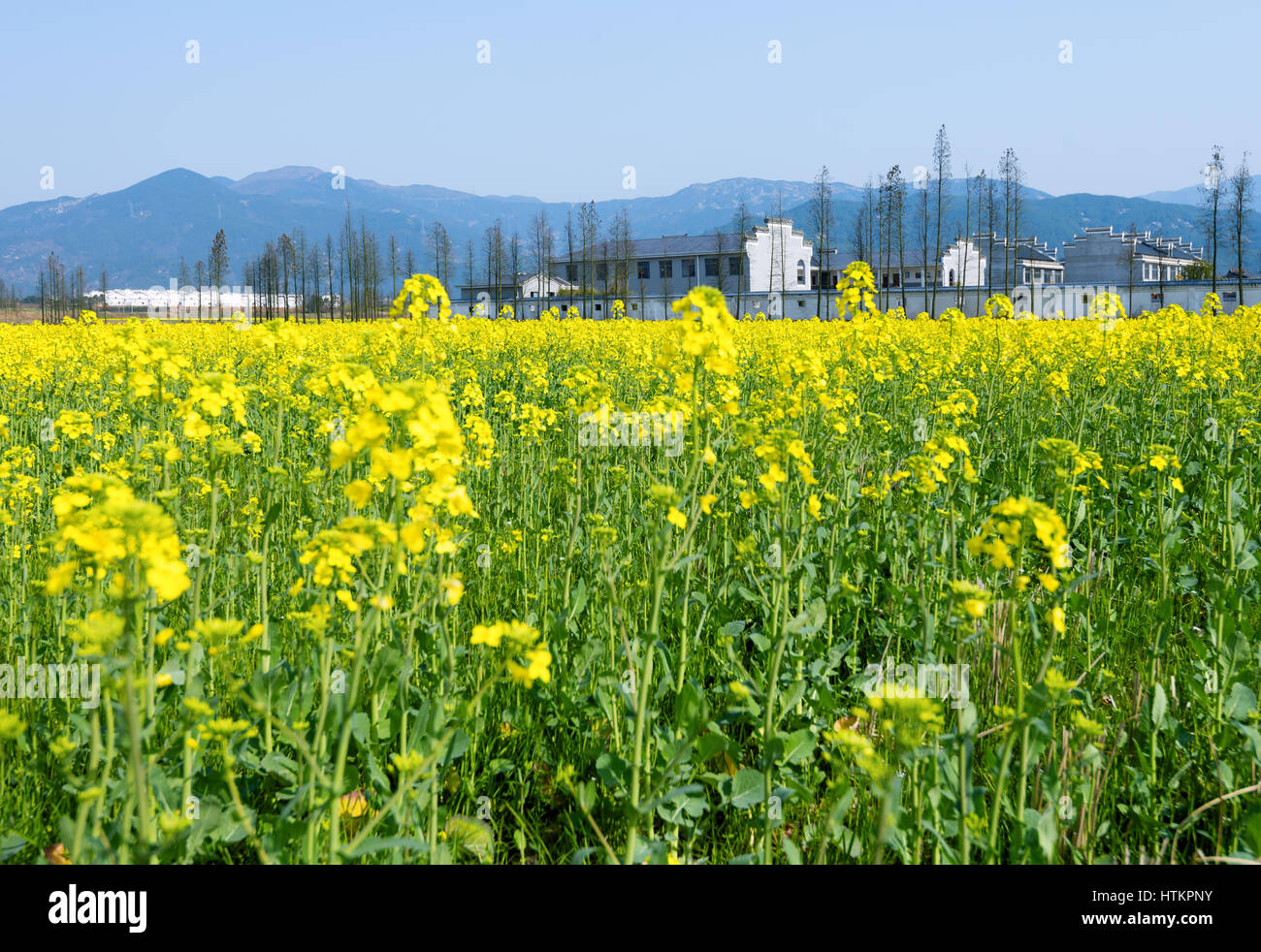 fresh young green, yellow flowering canola field, blue sky Stock Photo ...