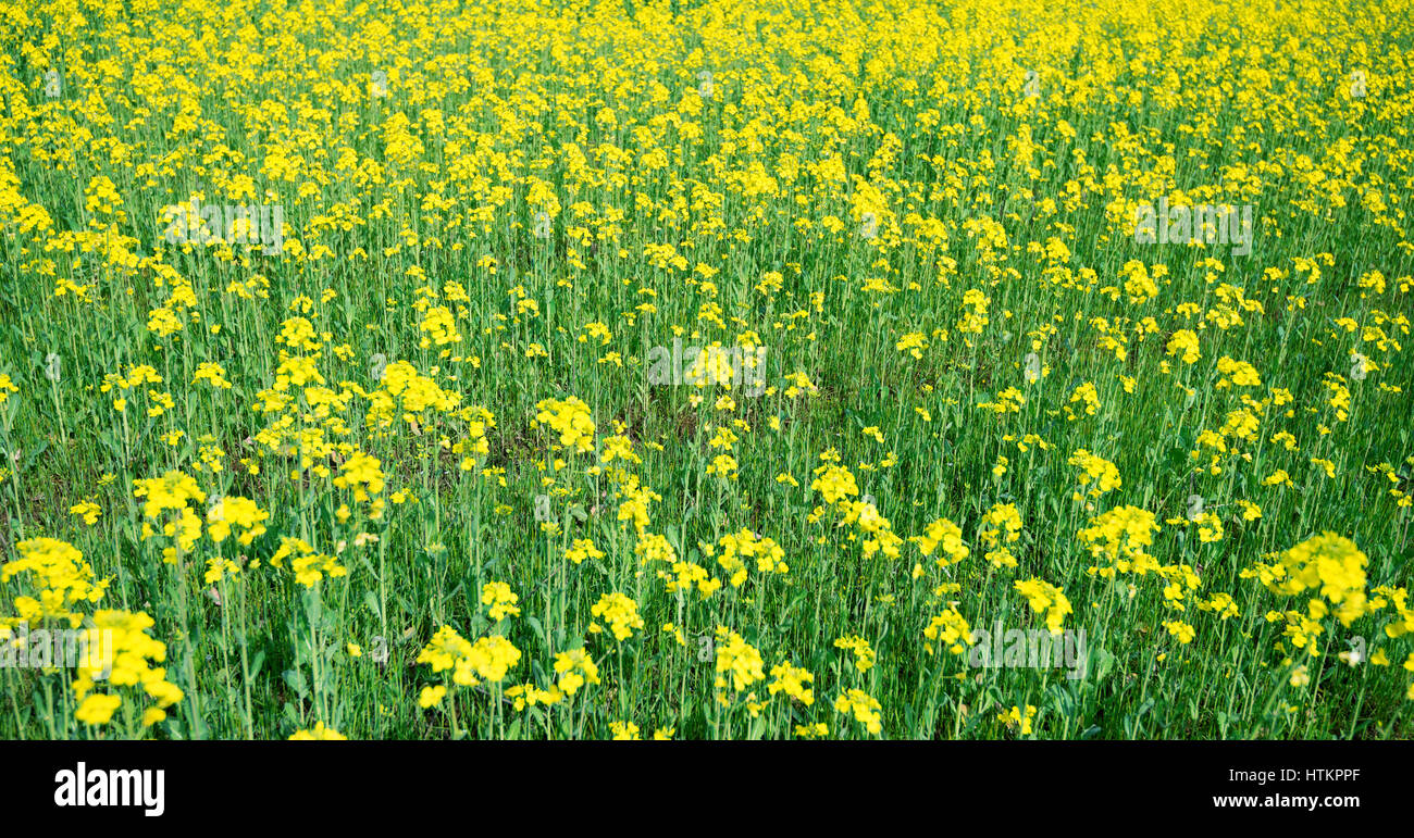 Yellow flowers field Stock Photo - Alamy