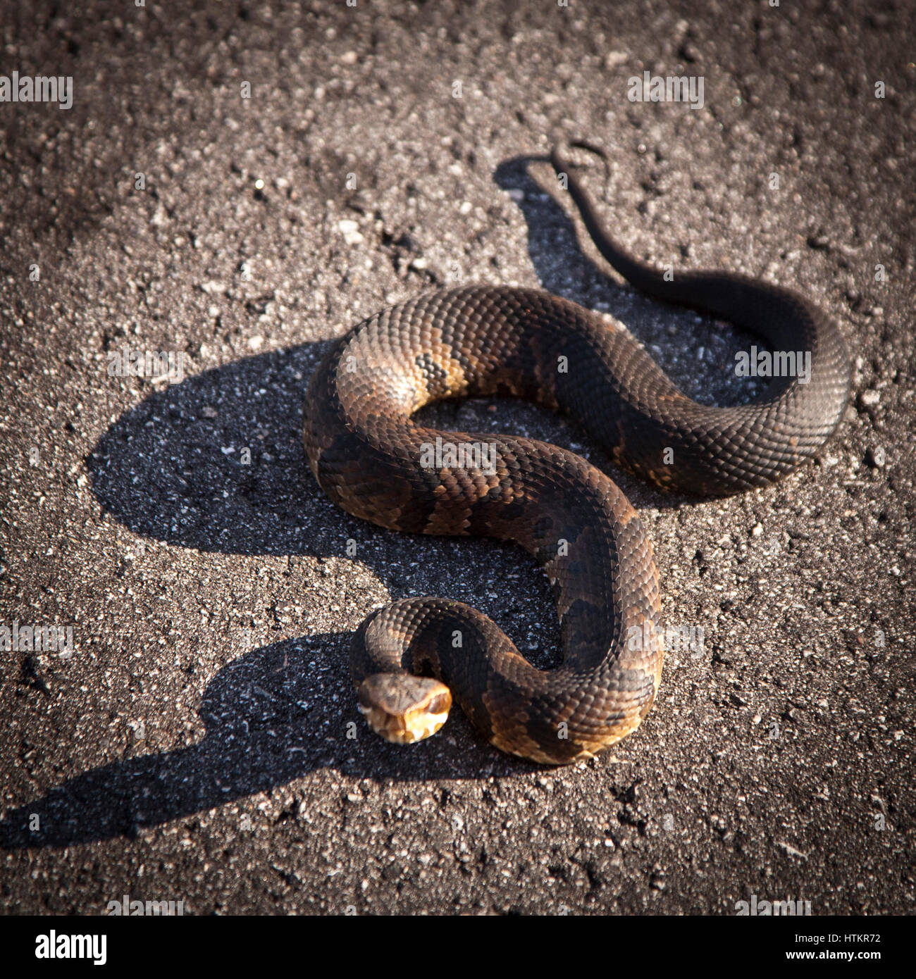 Strike a serpent hi-res stock photography and images - Alamy