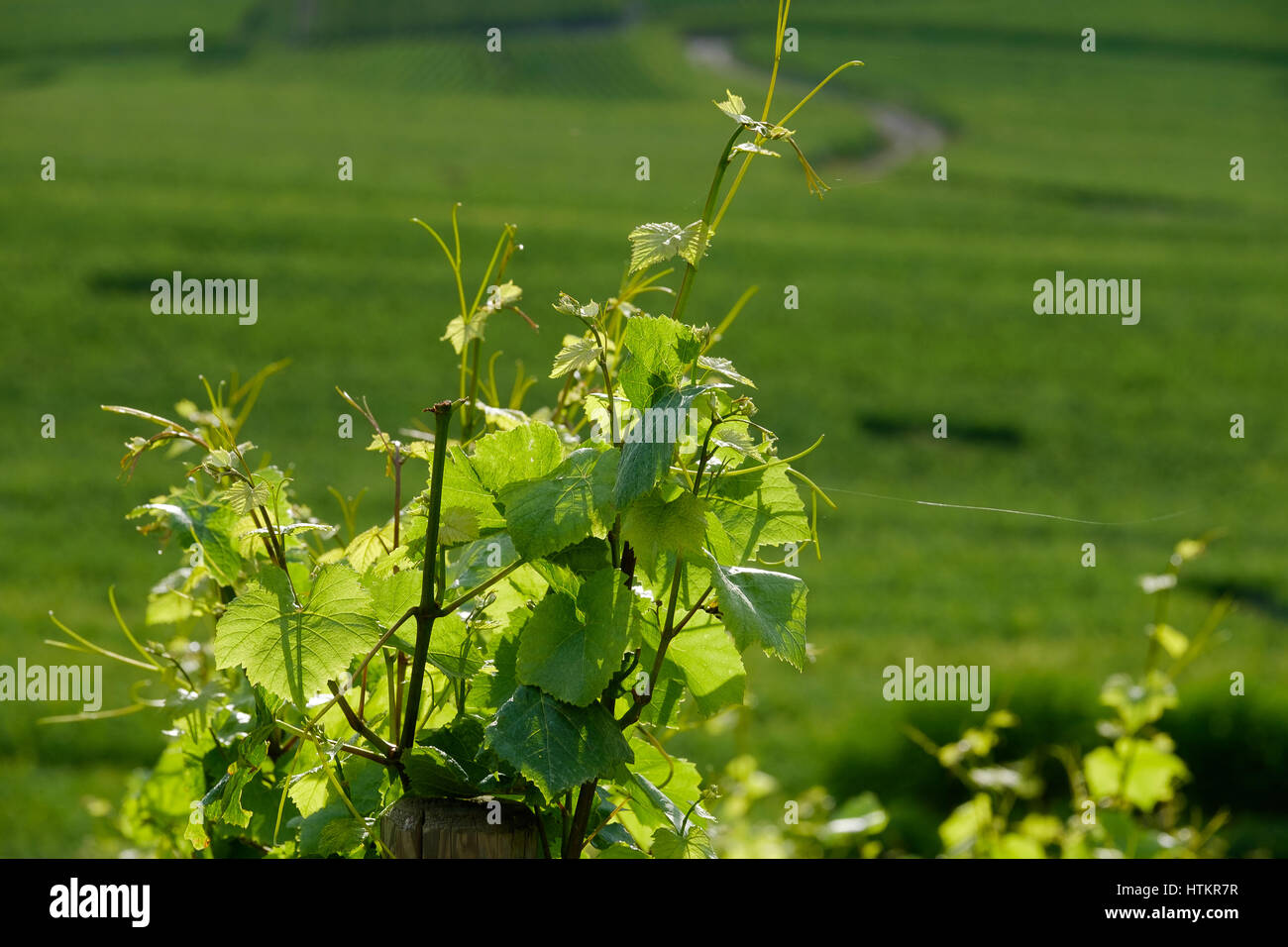 Vine shoots in champagne vineyard near Verzenay France Stock Photo - Alamy
