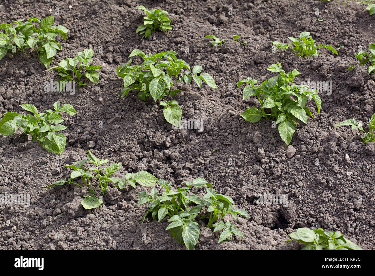 Earthing up potatoes hi-res stock photography and images - Alamy