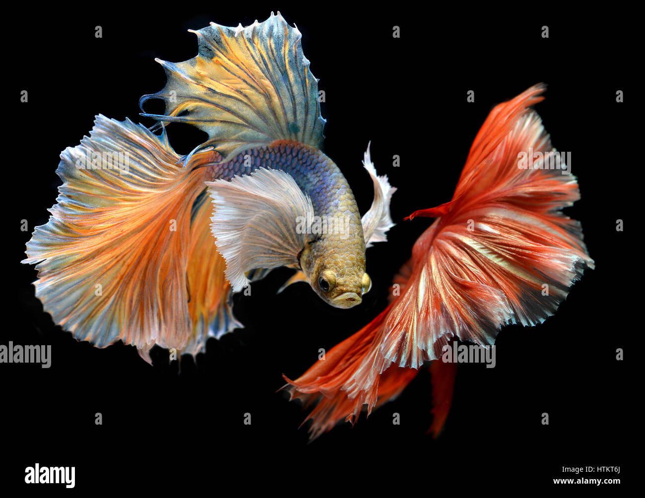 Red blue crown betta fish hi-res stock photography and images - Alamy