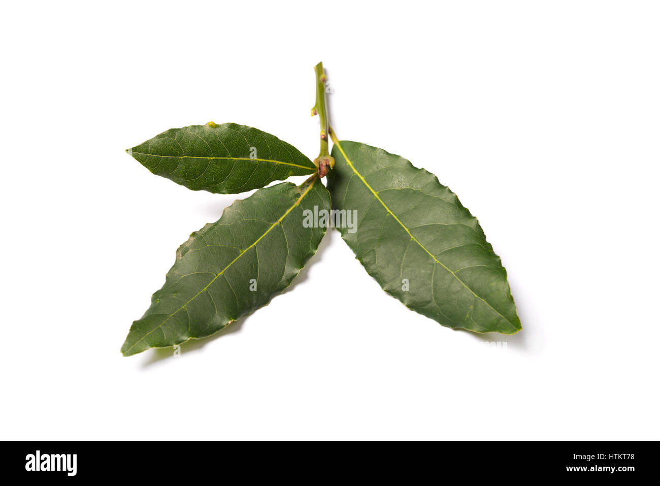 Wild leaves of laurel on white background Stock Photo - Alamy