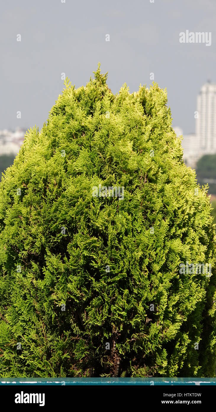 Bush shrubbery hi-res stock photography and images - Alamy