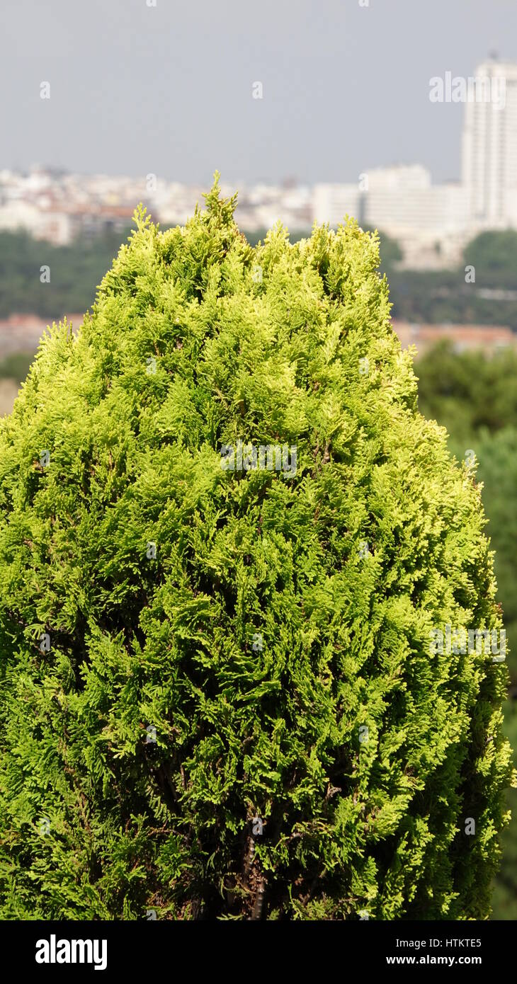 Shrub Or Bush Stock Photo - Alamy