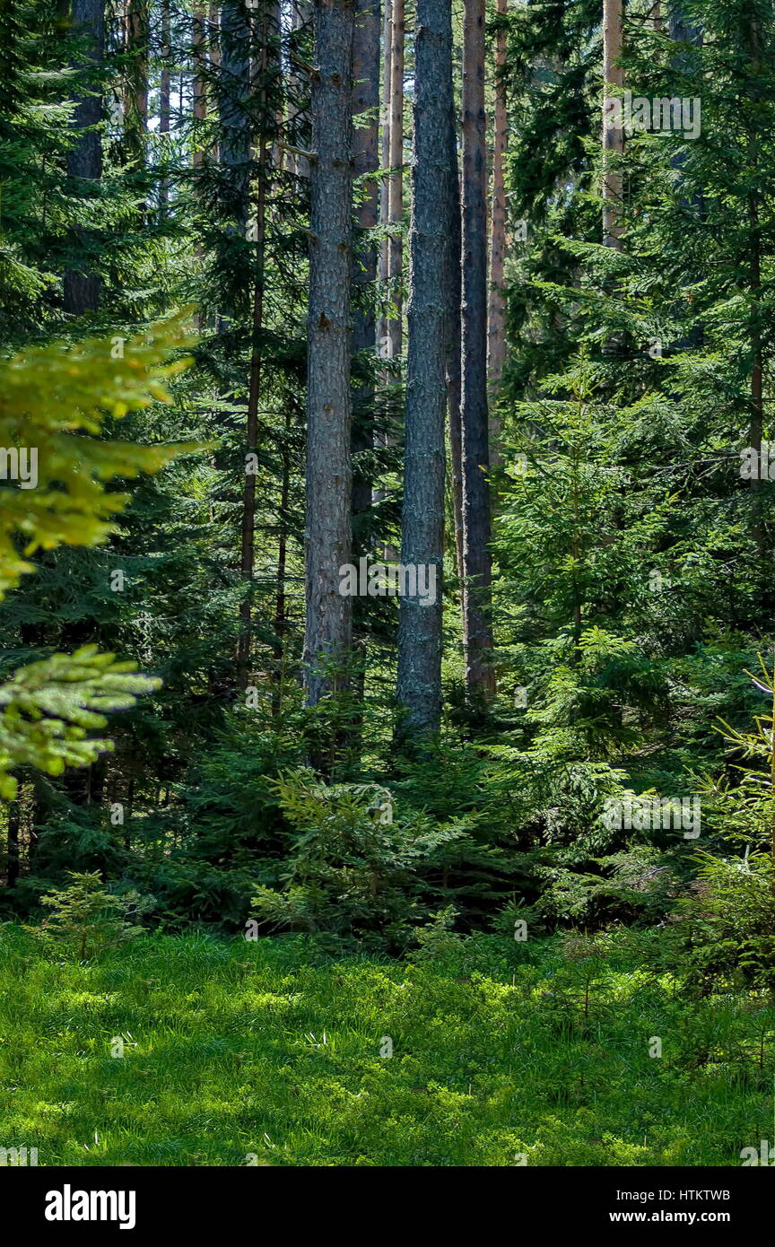 Mountain green forest with glade and flower, Rila mountain, Bulgaria ...
