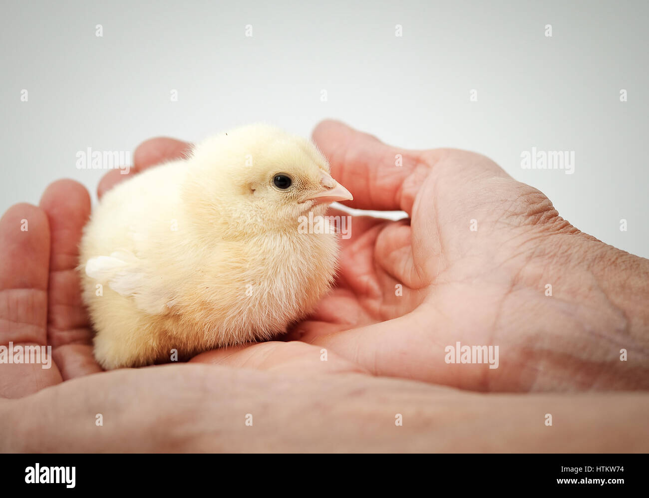 newborn chick on a farmer's hand Stock Photo - Alamy