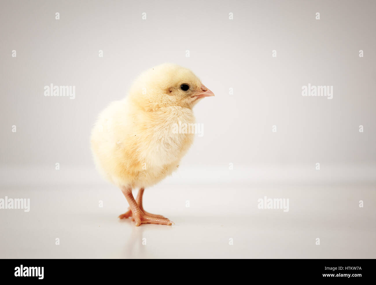 adorable baby chicken on white Stock Photo - Alamy