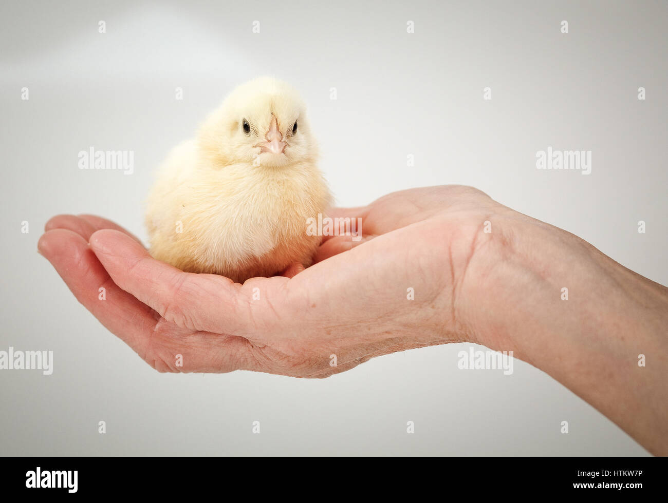 newborn chick on a farmer's hand Stock Photo - Alamy