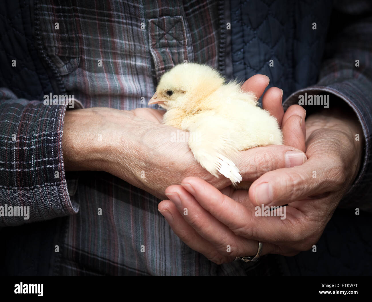 newborn chick on a farmer's hand Stock Photo - Alamy