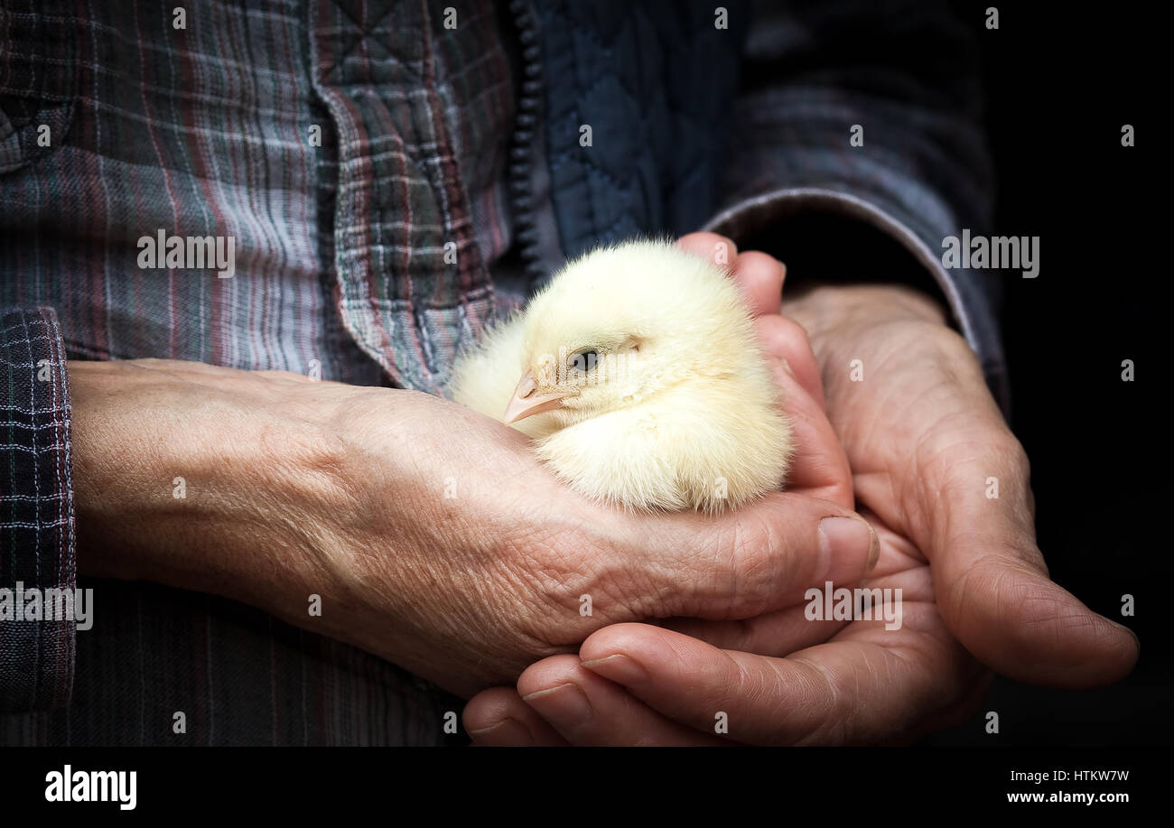 newborn chick on a farmer's hand Stock Photo - Alamy
