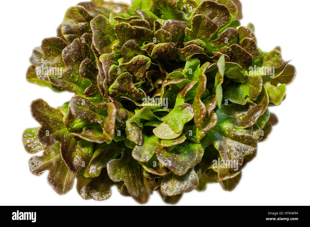 A bunch of Fresh Red Sorrel on white background Stock Photo - Alamy