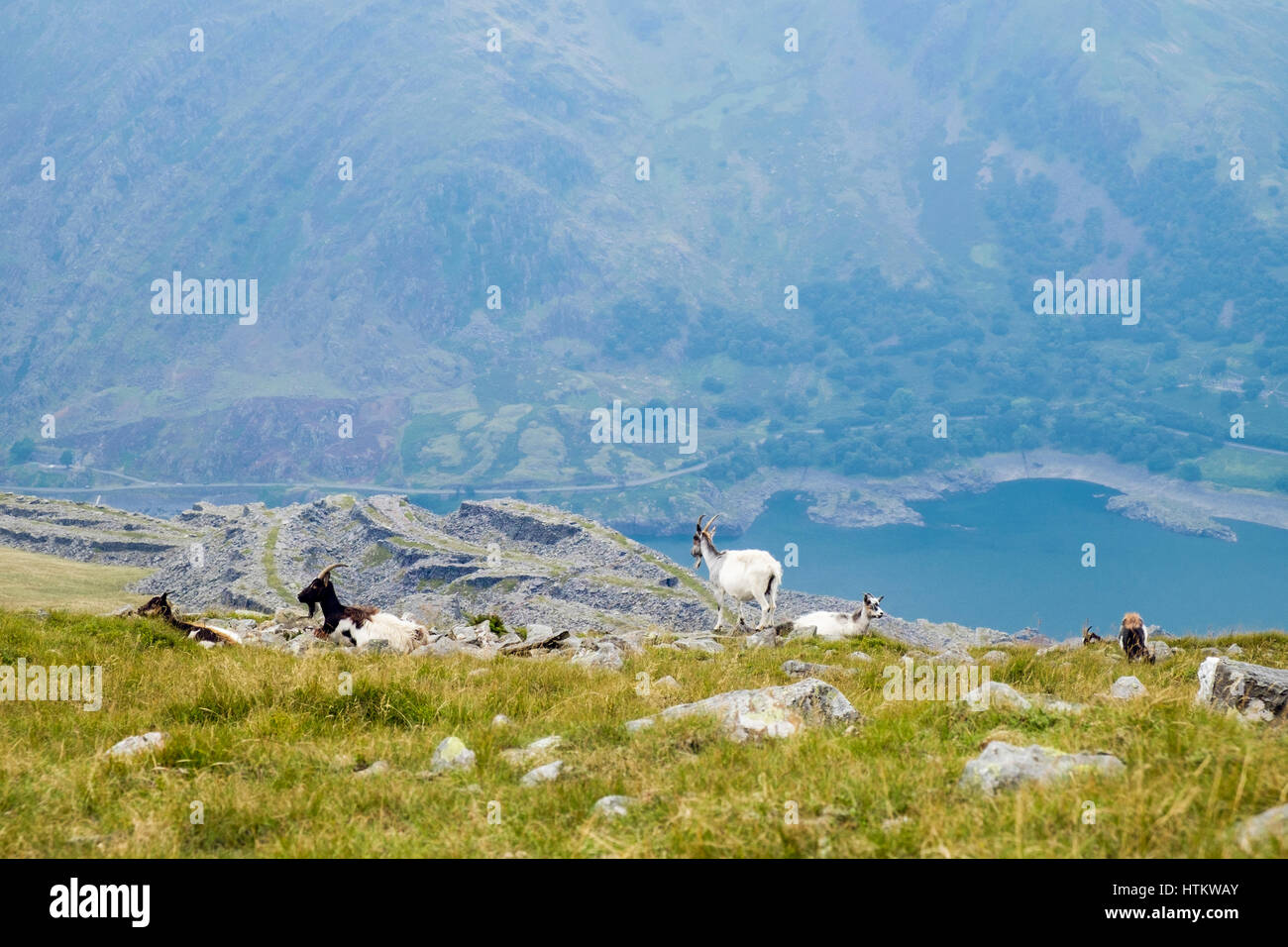 Wild Mountain Goats sitting on Elidir Fawr above Llanberis Pass in ...