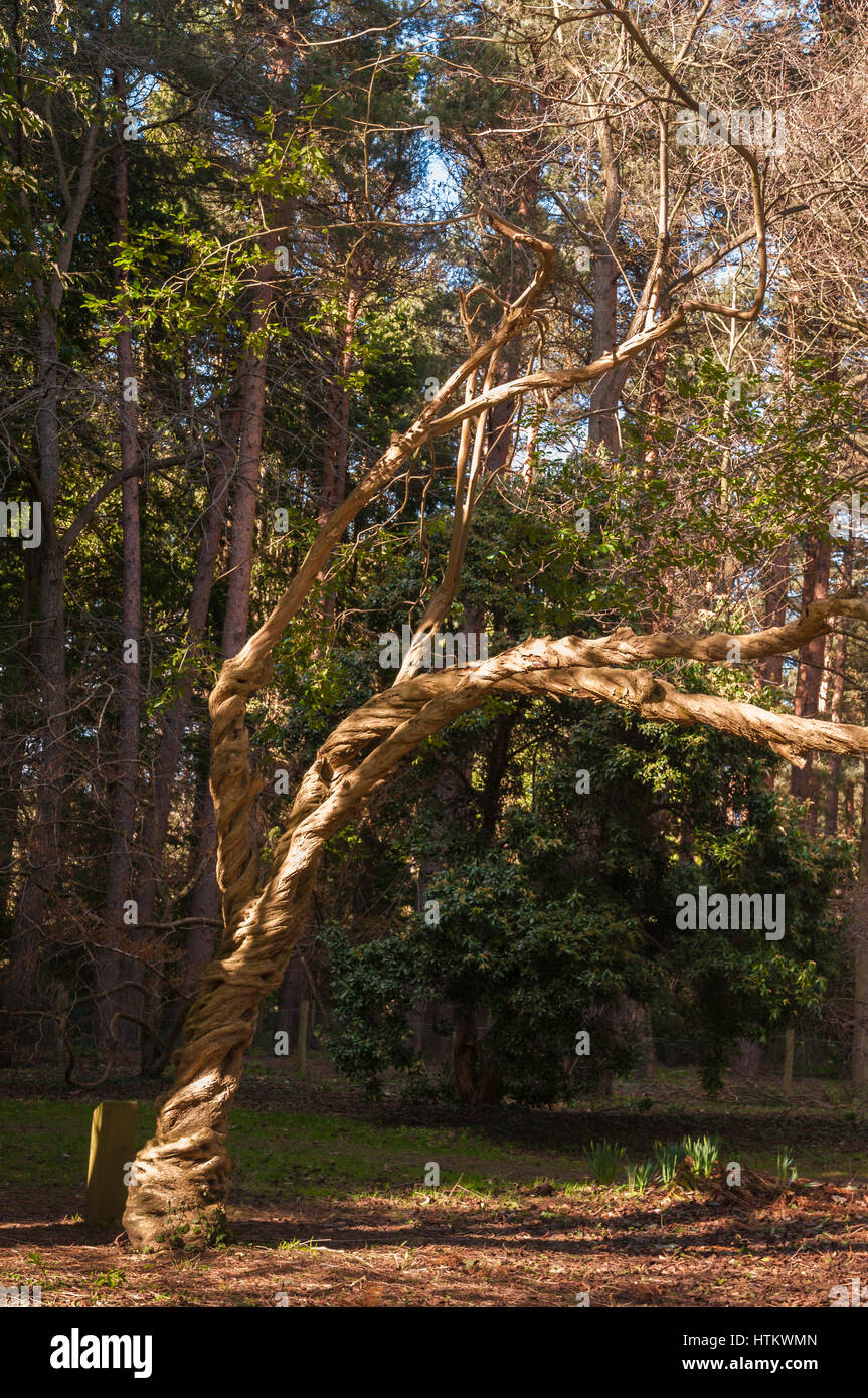 A portrait image of a dead tree with twisted, gnarly bark Stock Photo ...