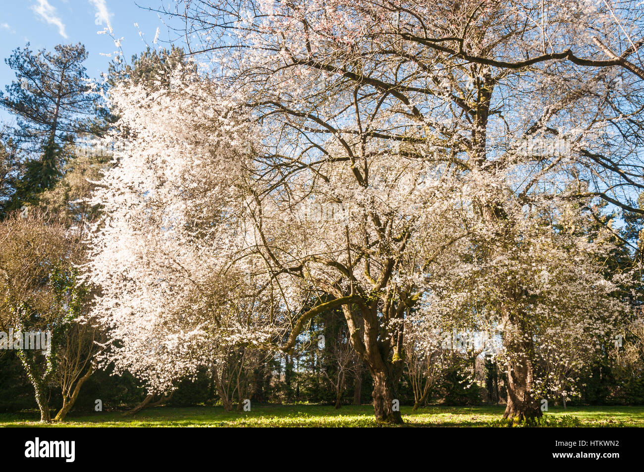 Cherry trees blossoming in the spring sunshine Stock Photo - Alamy
