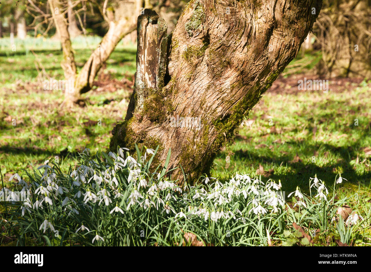 Snowdrops aroung the base of a tree Stock Photo - Alamy