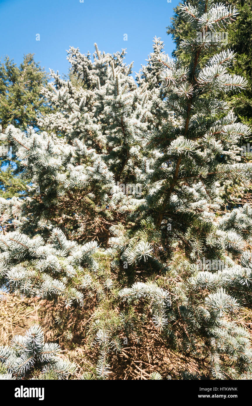 Leaning fir tree hi-res stock photography and images - Alamy