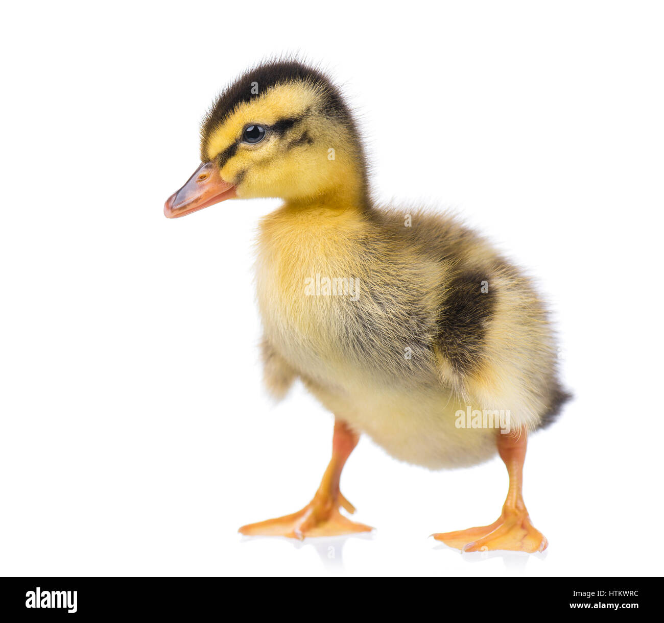Fluffy duckling hi-res stock photography and images - Alamy