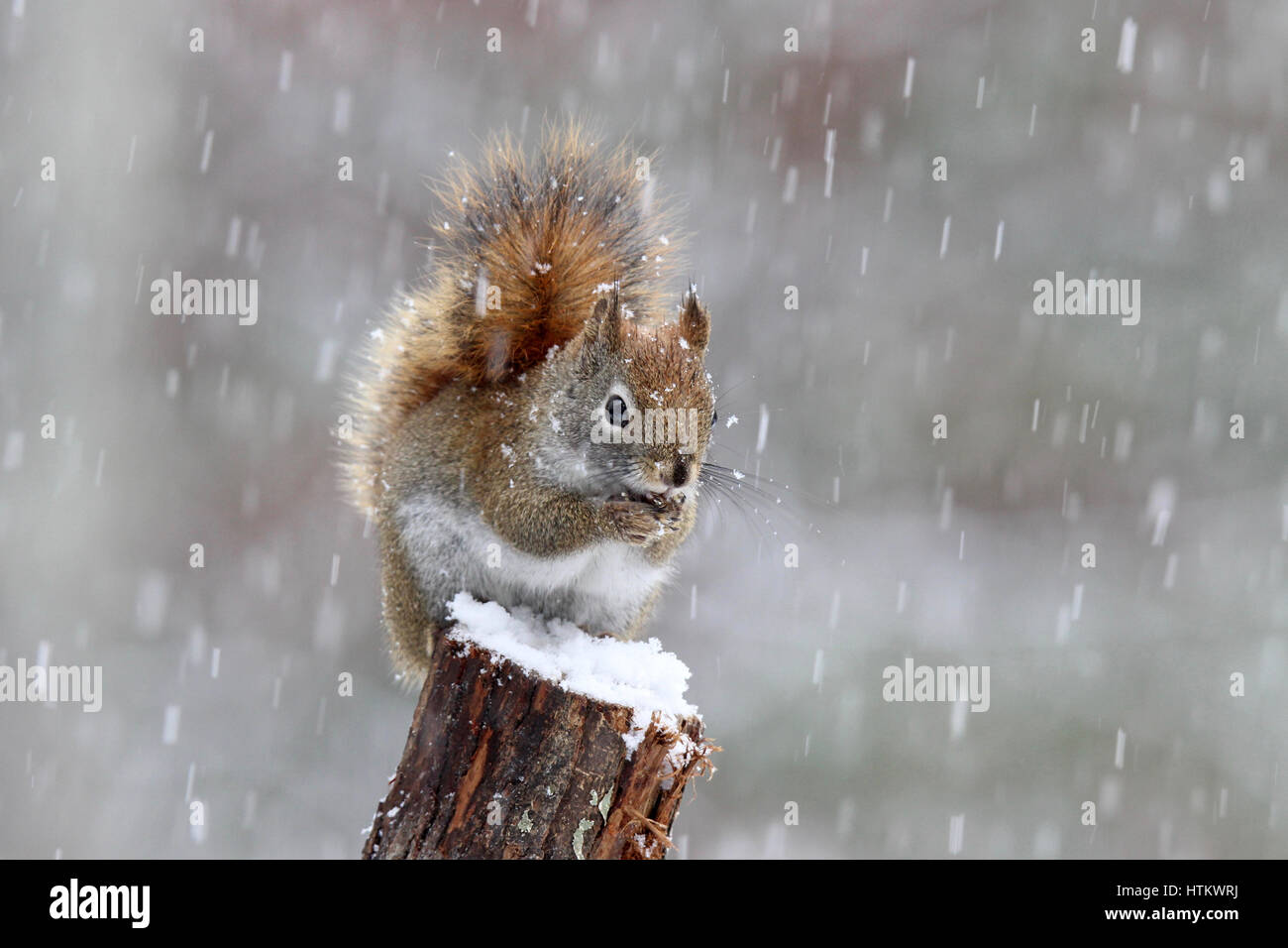 American squirrel hi-res stock photography and images - Alamy