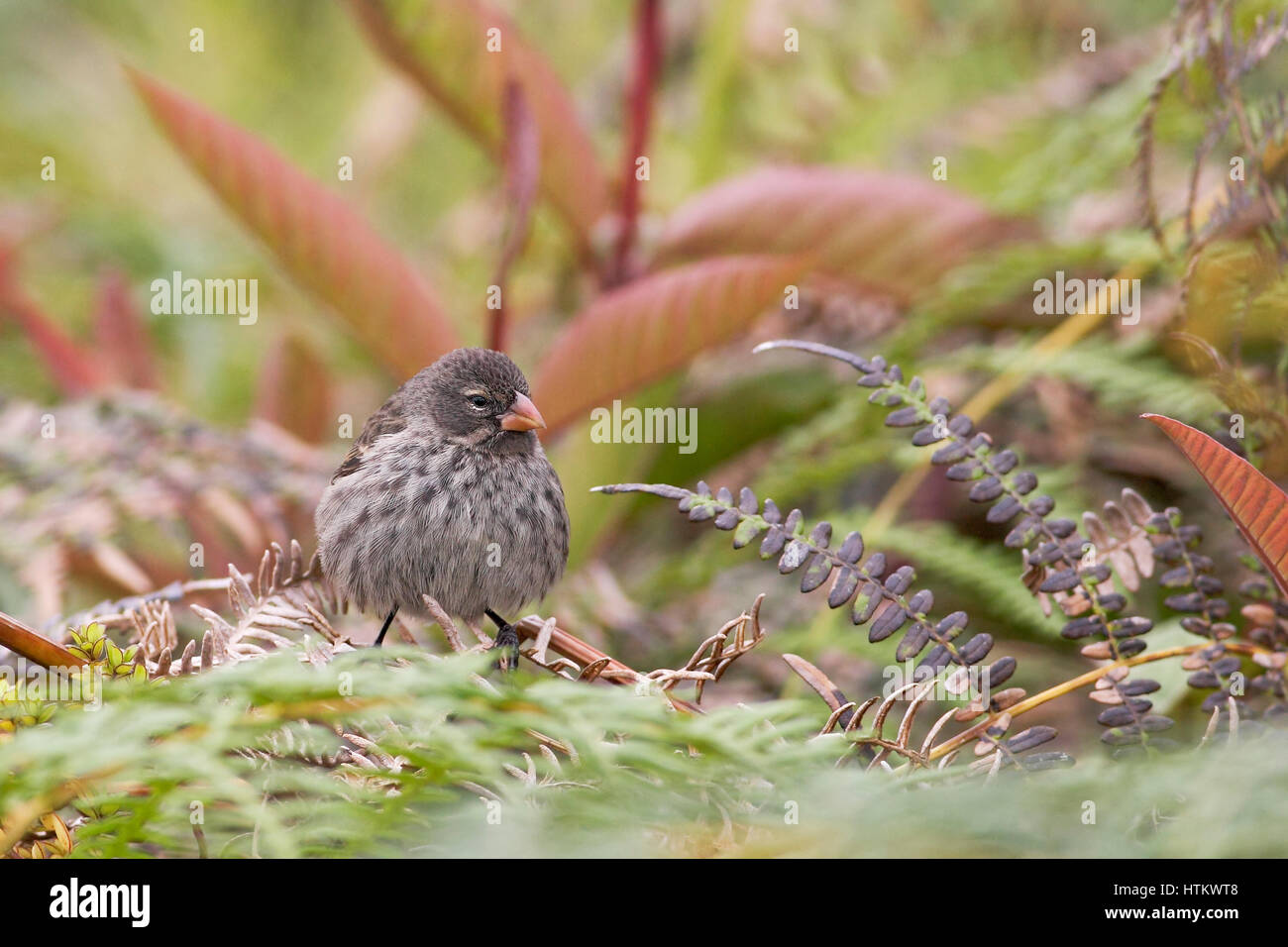Small Ground Finch (Geospiza fuliginosa) female, Highlands, Santa Cruz ...
