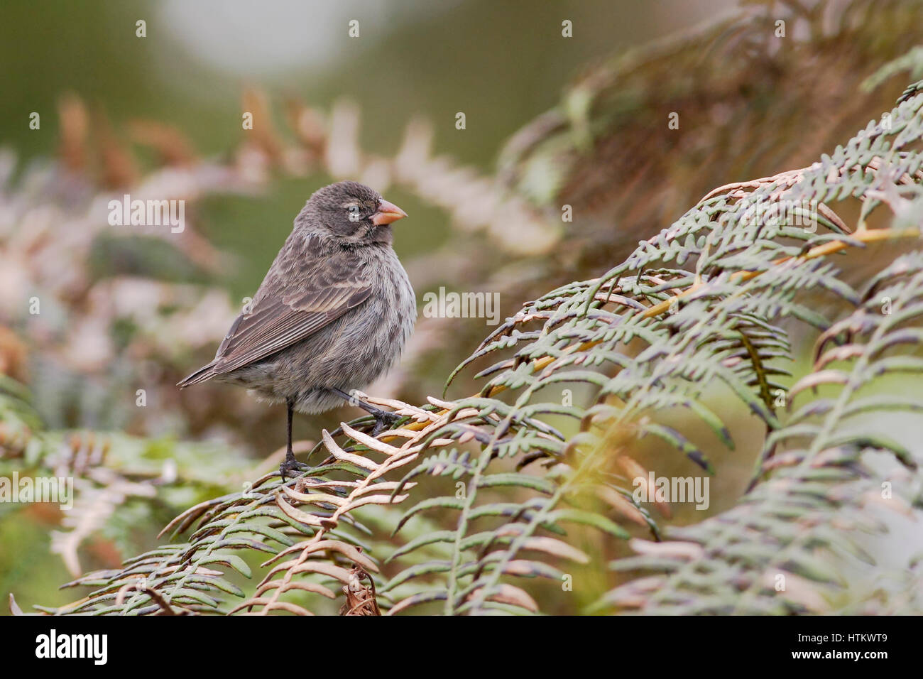 Small Ground Finch (Geospiza fuliginosa) female, Highlands, Santa Cruz ...