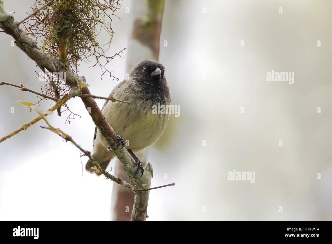 Small Tree Finch (Camarhynchus parvulus) male, Highlands, Santa Cruz ...