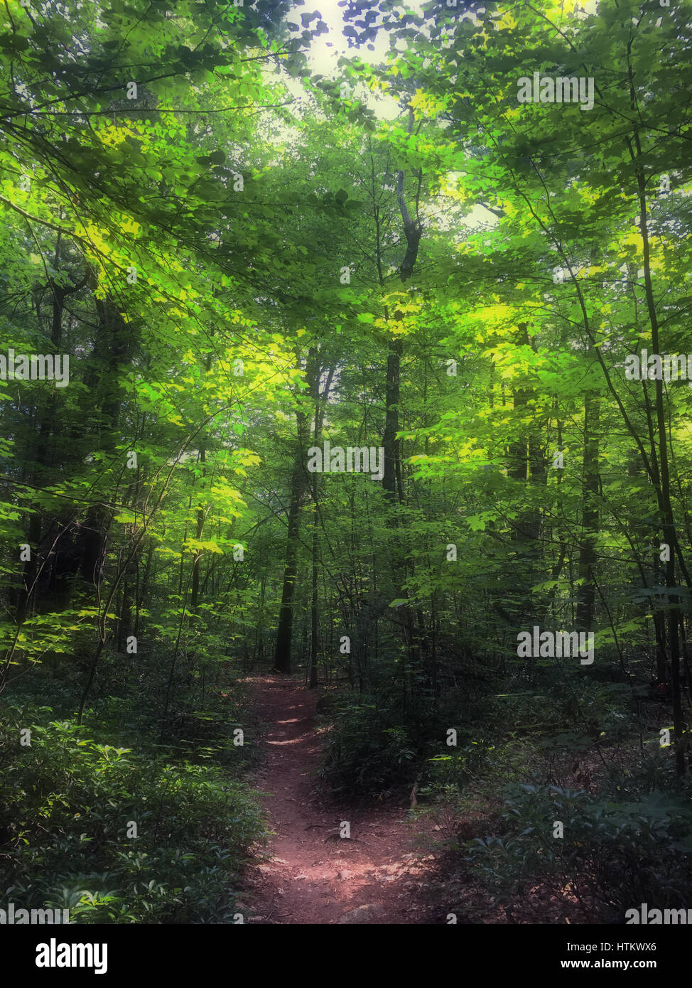 Hiking trail through bright green summer woods Stock Photo - Alamy